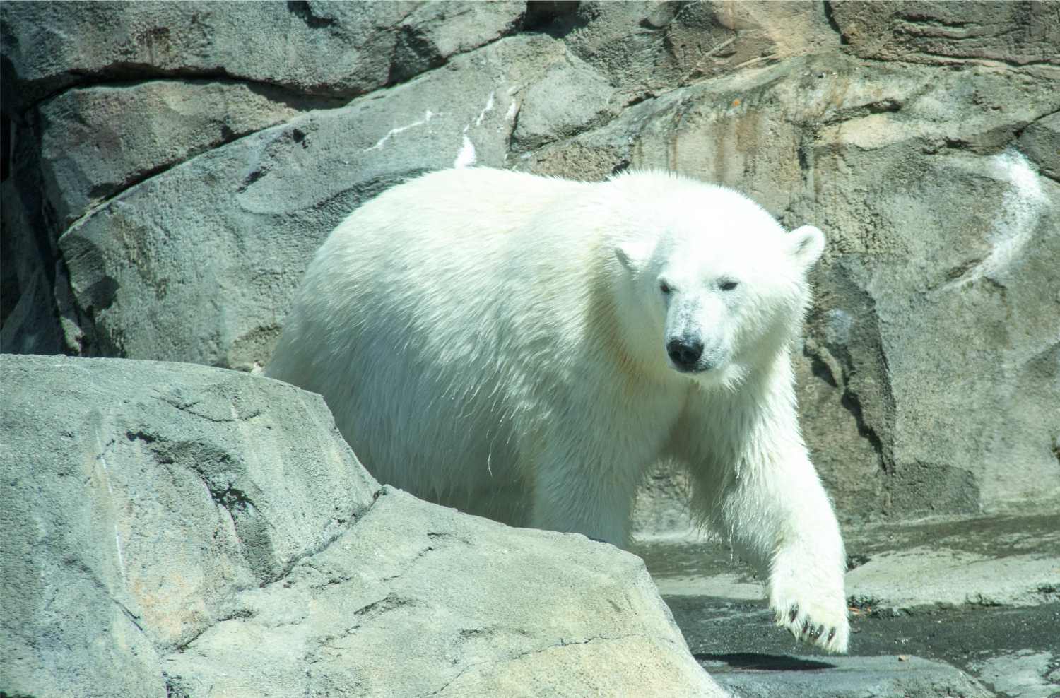 Alaska Zoo - Bell's Travel Guides