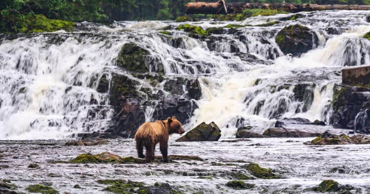 Chichagof Island - Bell's Travel Guides