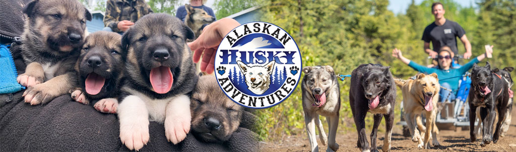 Alaskan Husky Adventures - Bell's Travel Guides
