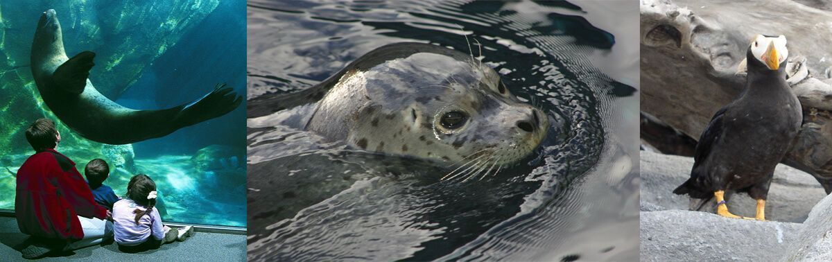 Alaska SeaLife Center - Bell's Travel Guides