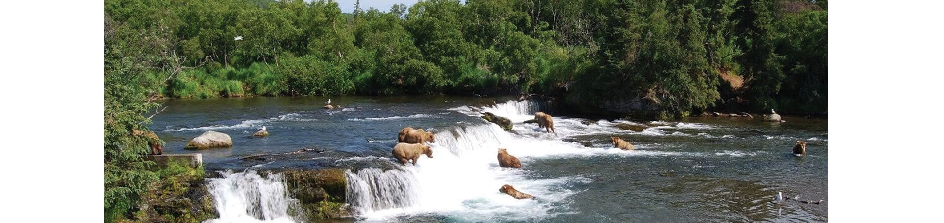 Ultimate Alaska Bucket List: Your Guide to Alaska's Best Activities