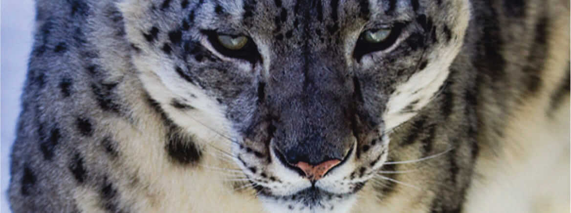 Alaska Zoo - Bell's Travel Guides