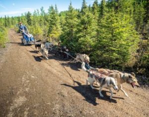 Alaskan Husky Adventures - Bell's Travel Guides